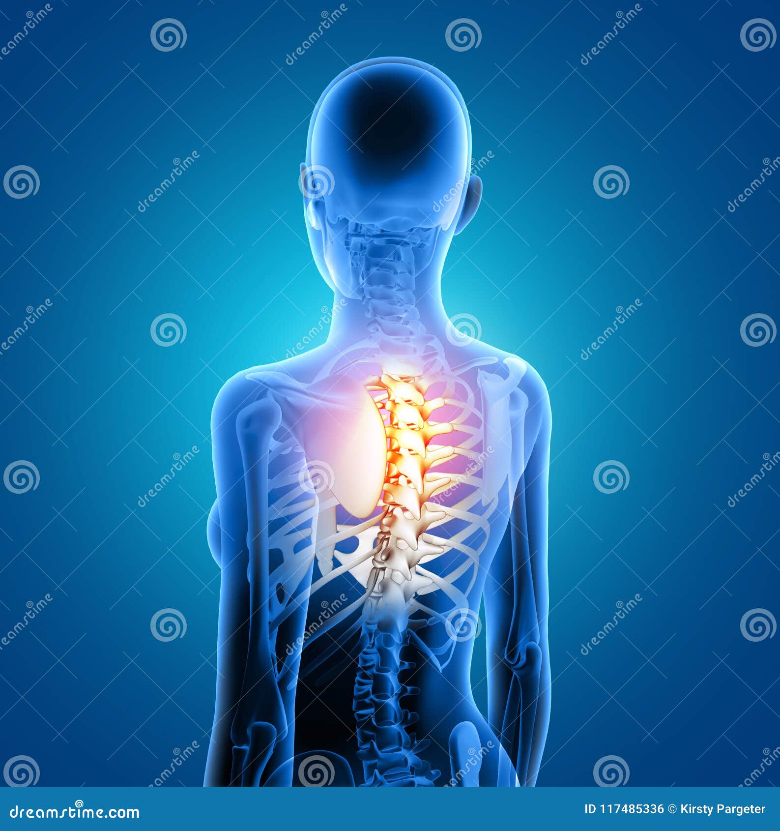 3D Female Medical Figure with Spine Highlighted Stock Illustration ... 3D Female Medical Figure with Spine Highlighted Stock Illustration ...