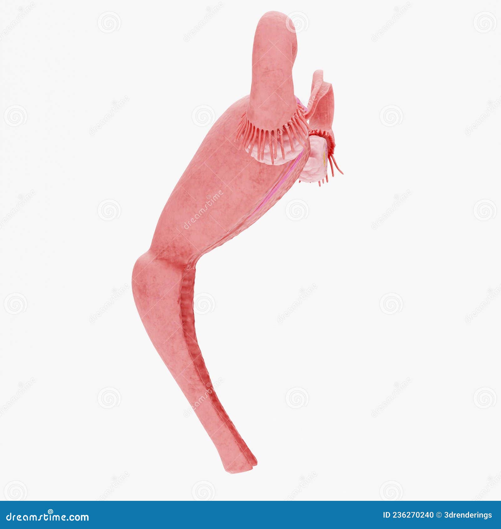 3D Render of Female Reproductive System Stock Illustration ...