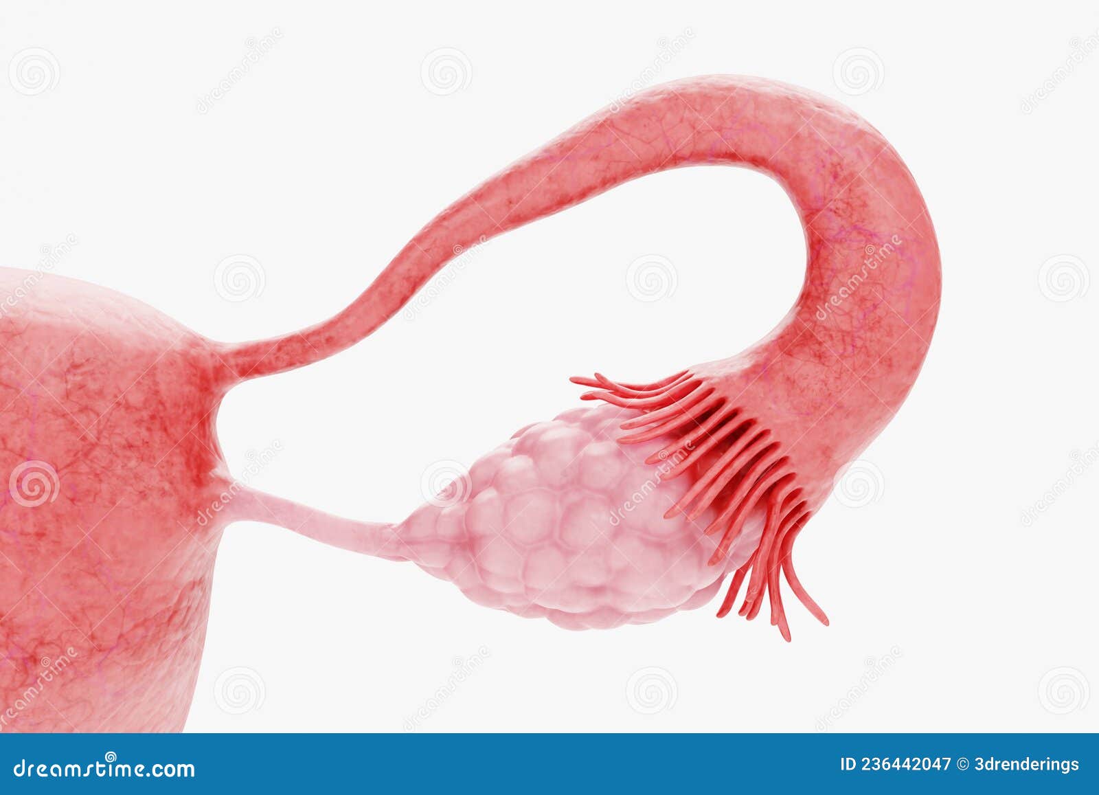 3D Render of Female Reproductive System Stock Illustration ...