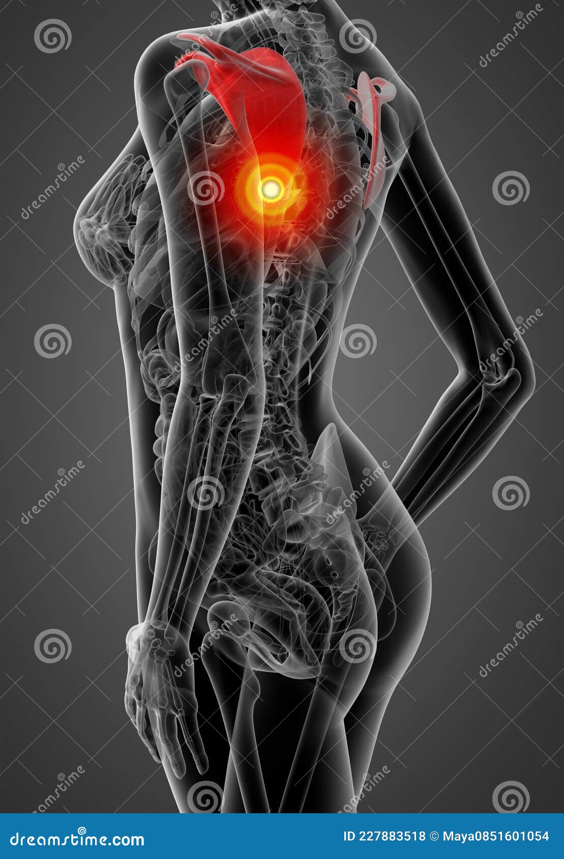 3d Render Female Scapula Bone Stock Illustration - Illustration of ... 3d Render Female Scapula Bone Stock Illustration - Illustration of ...