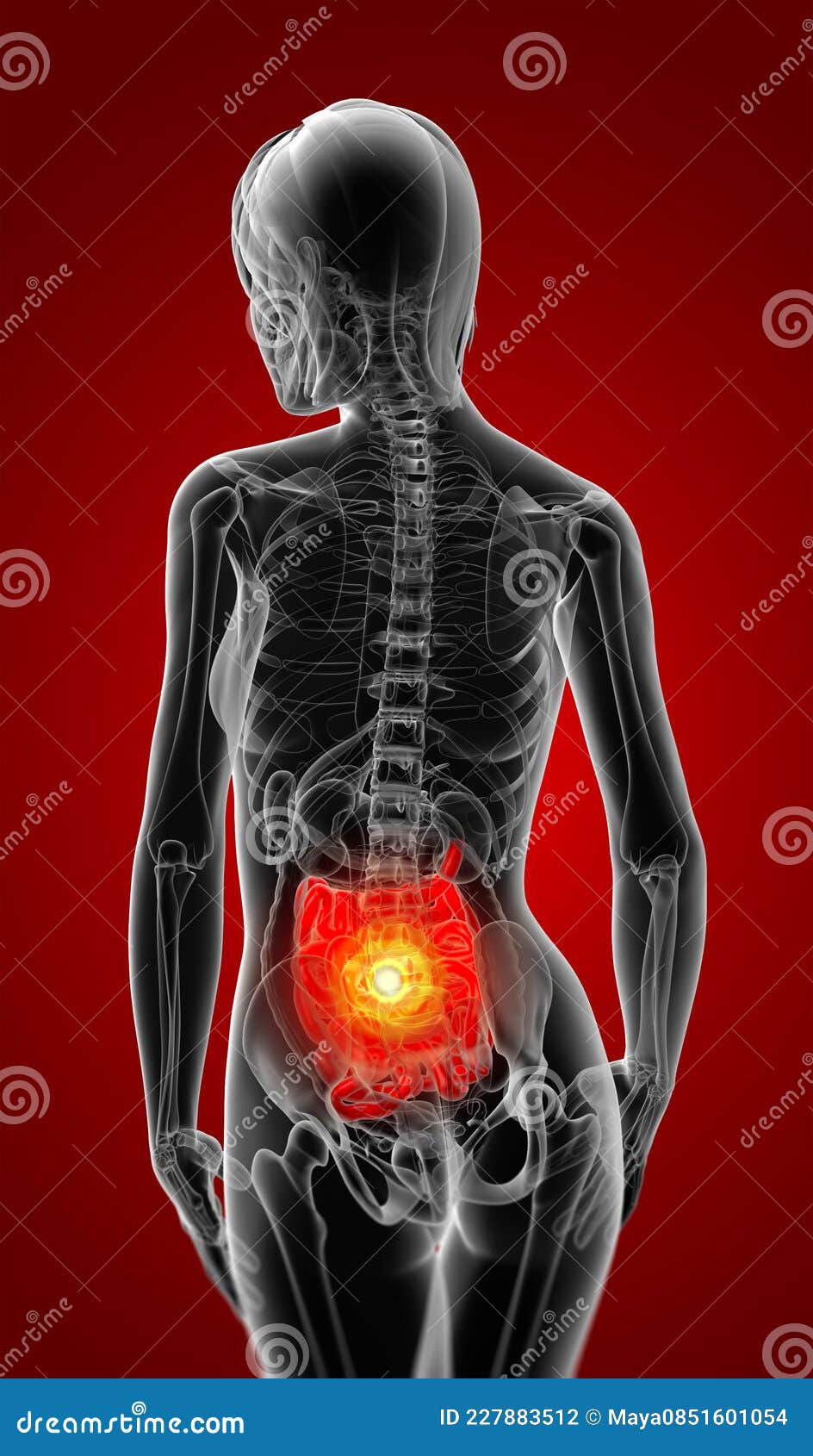 3d Render of the Female Small Intestine Stock Illustration ...