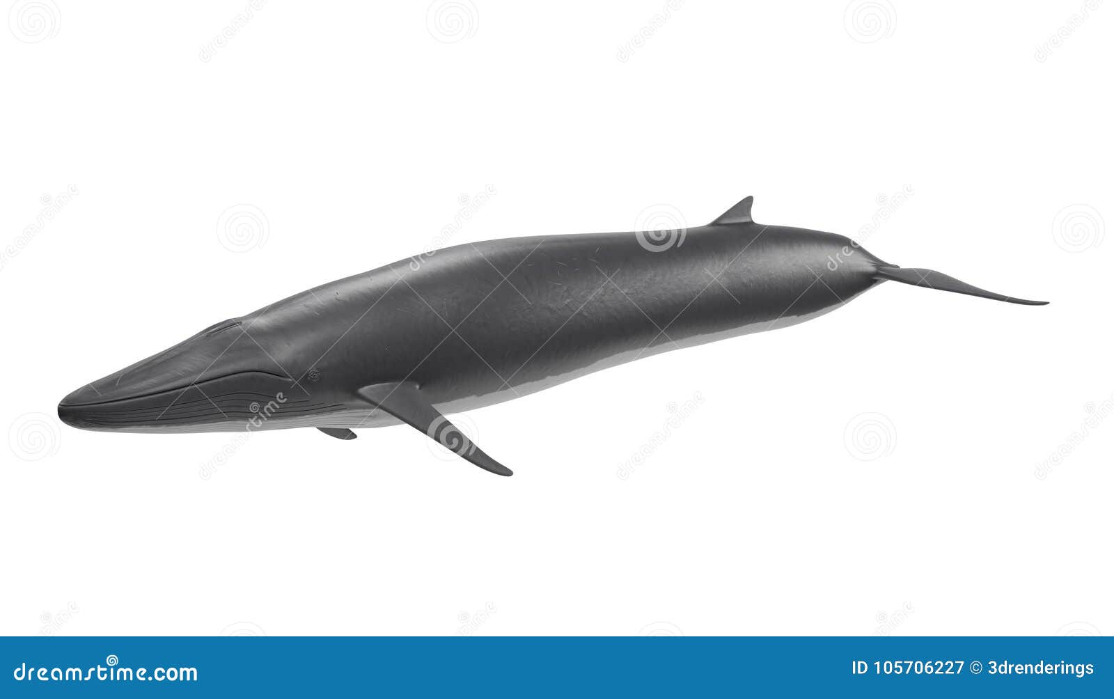 3D Render of Fin Whale stock illustration. Illustration of razorback ...