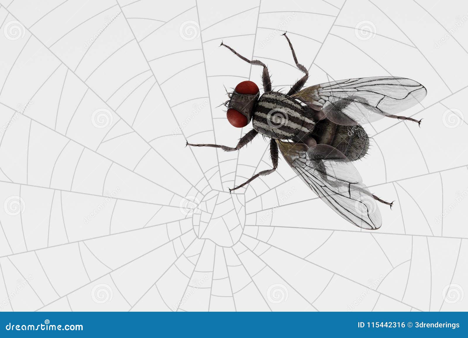 Fly Trapped on Cobweb stock illustration. Illustration of spiderweb ...