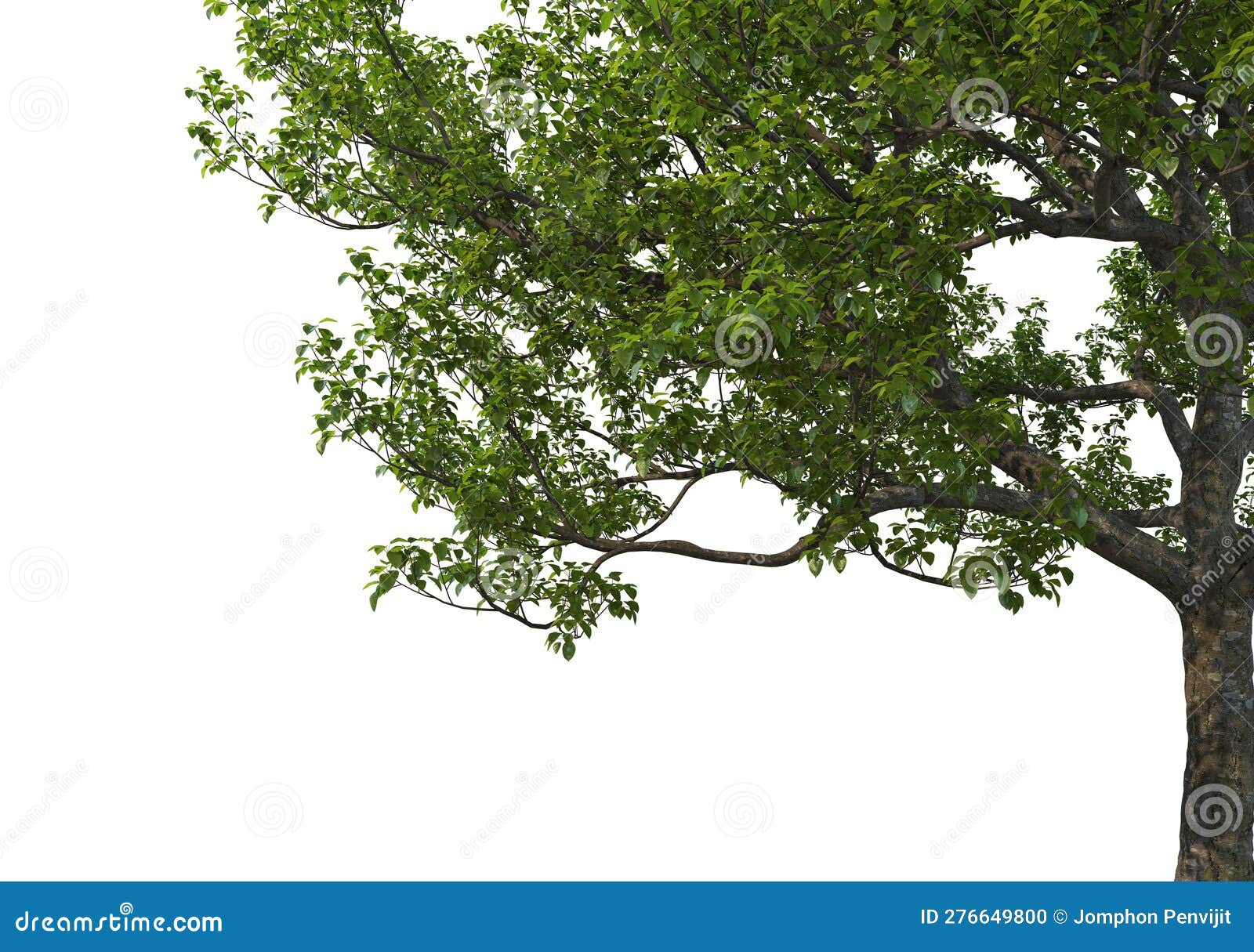 Foreground Branch on a White Background Stock Illustration ...