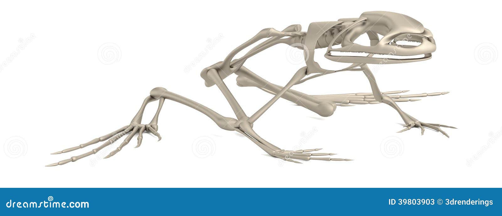 3d Render Of Frog Skeleton Royalty-Free Stock Photography ...