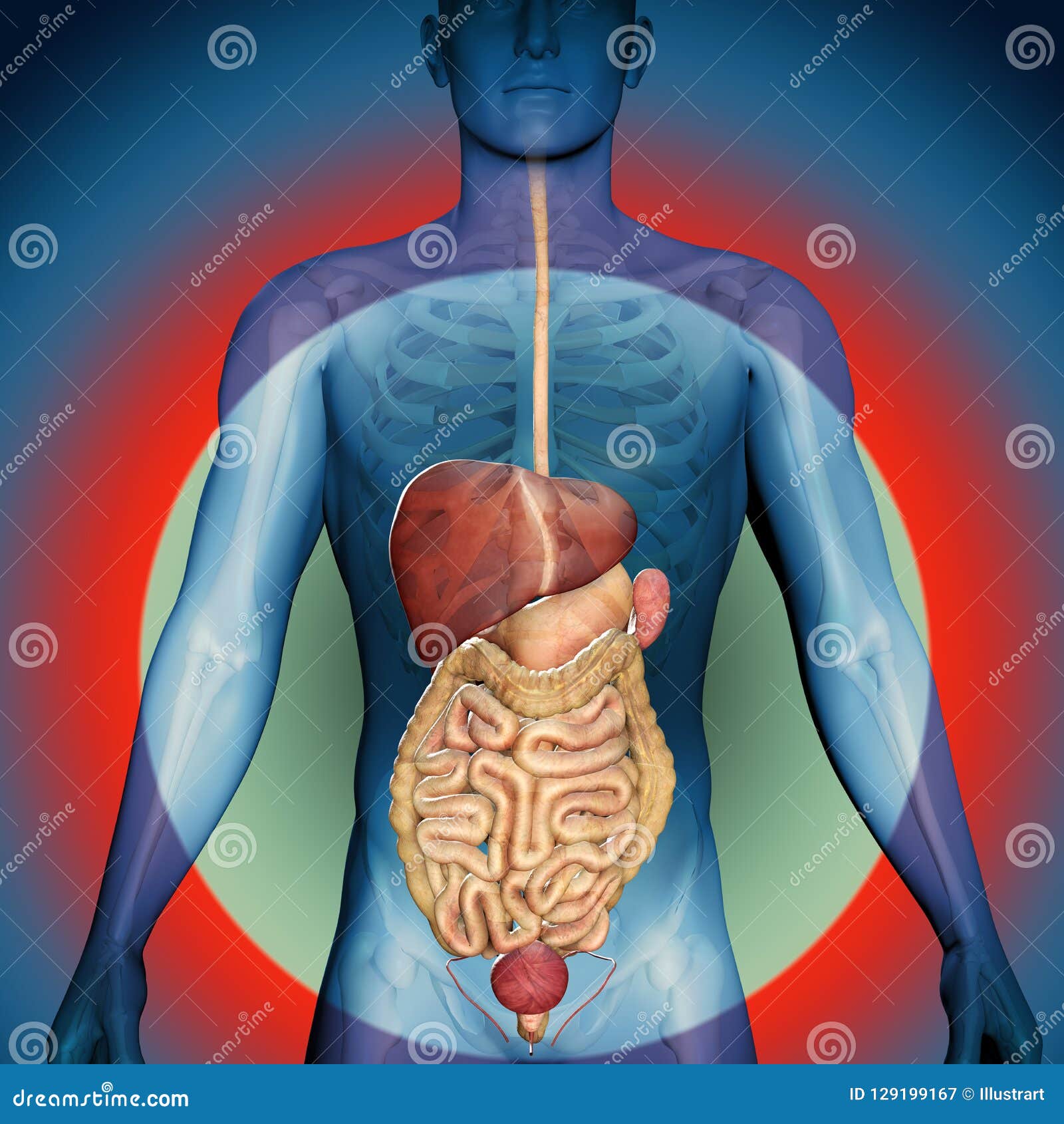 3d Render of Gastric System Stock Illustration - Illustration of ...