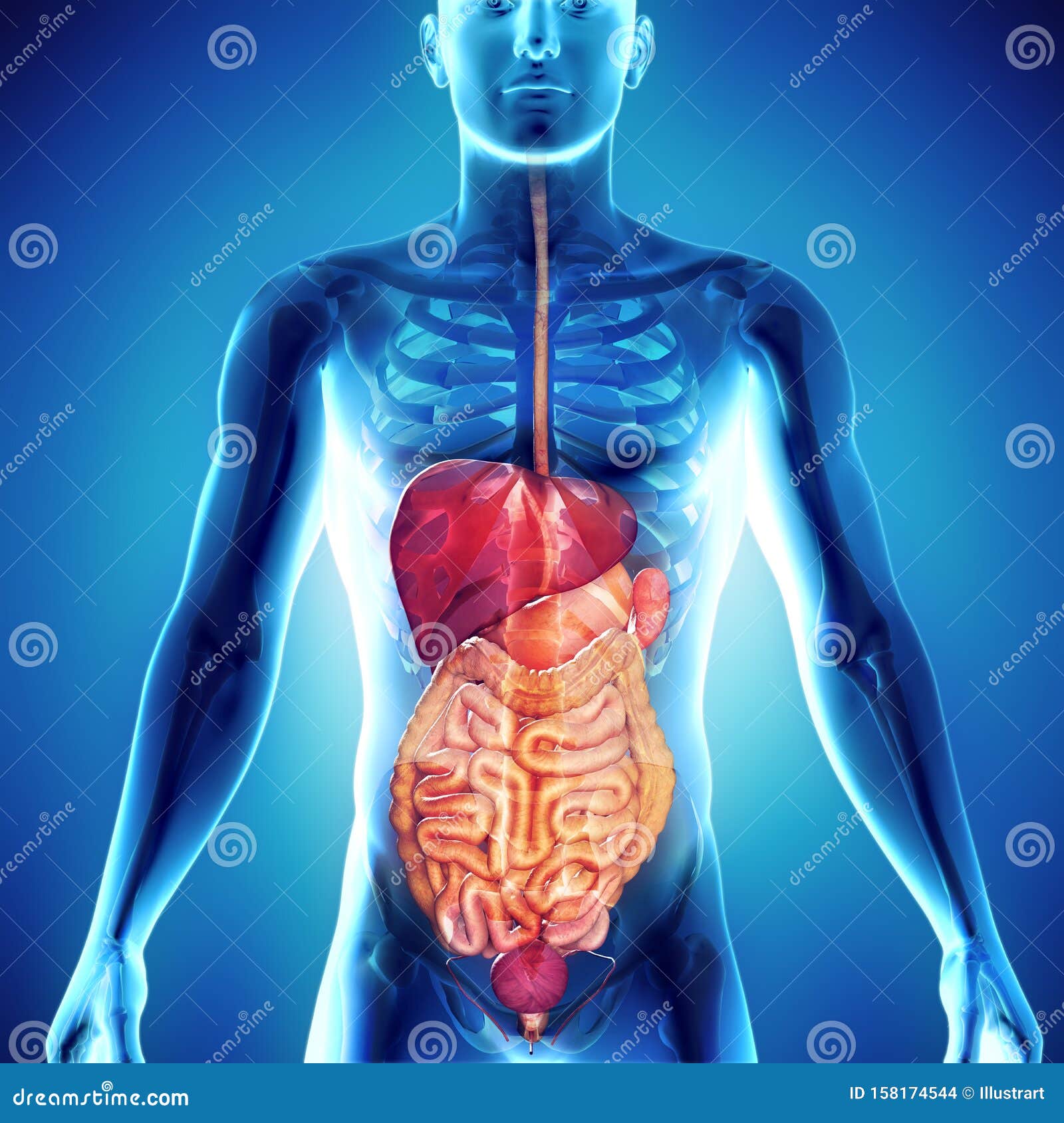 3d Render of Gastric System Human Body Illustration Stock Illustration ...