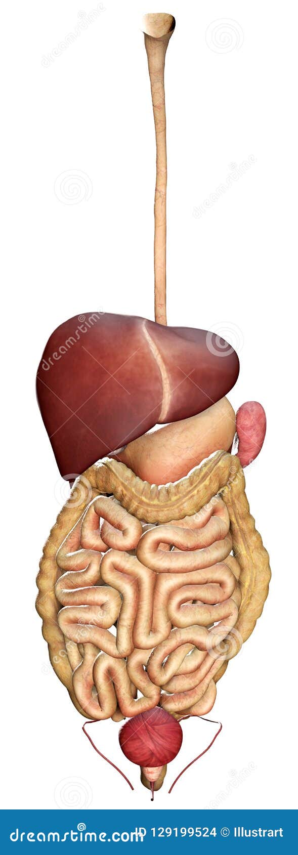 3d Render of Gastric System Isolated on White Stock Illustration ...
