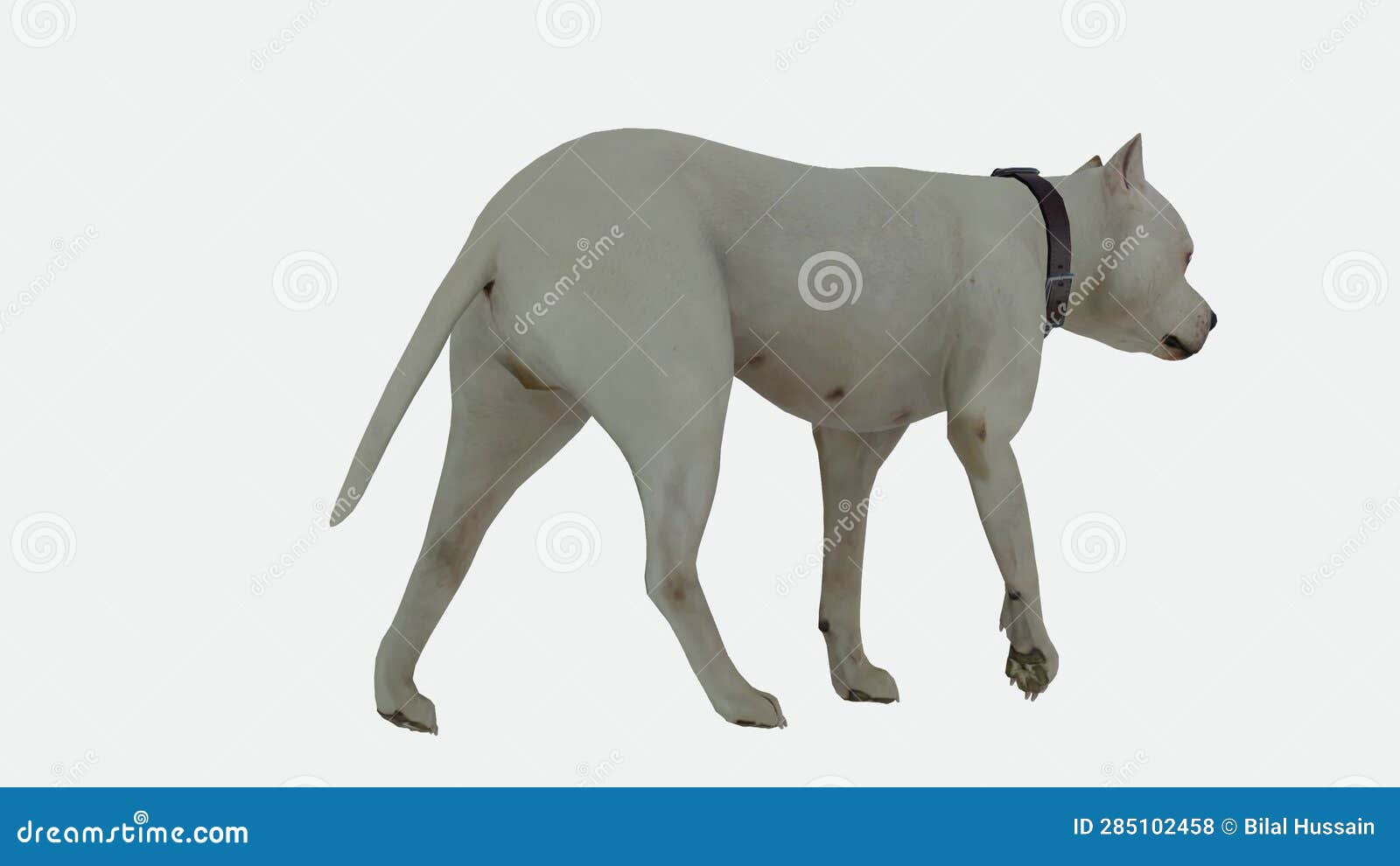 The Dog is Walking from the Angle of the Triangle on a White Screen ...