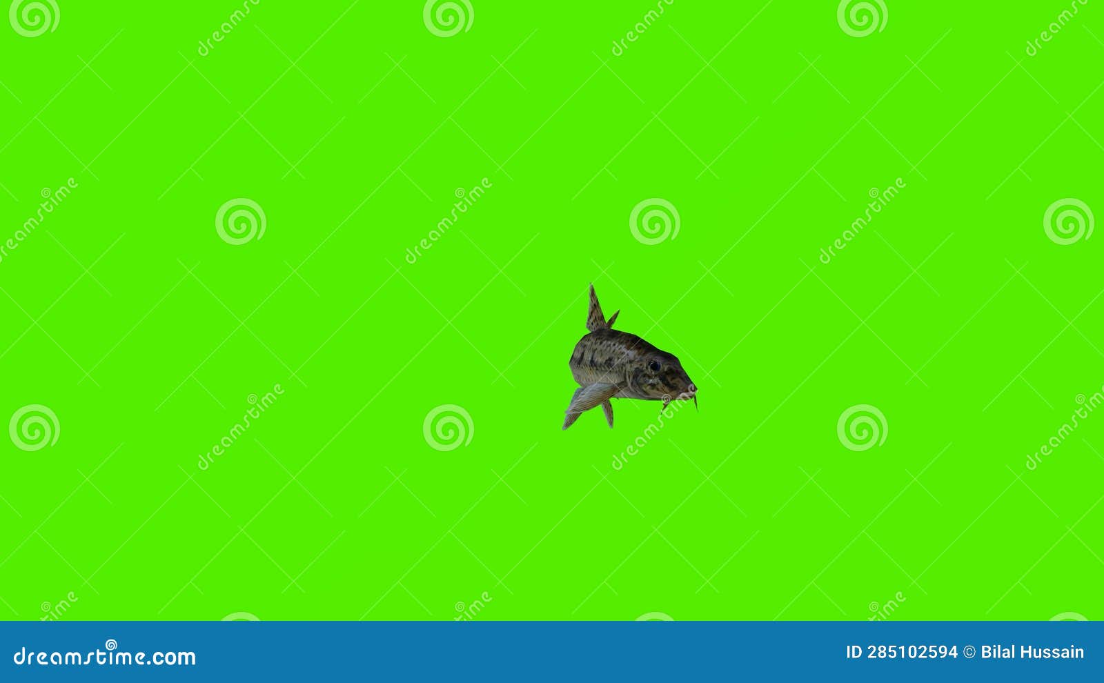 Fish Swimming from Front Angle Stock Footage - Video of green, playing ...
