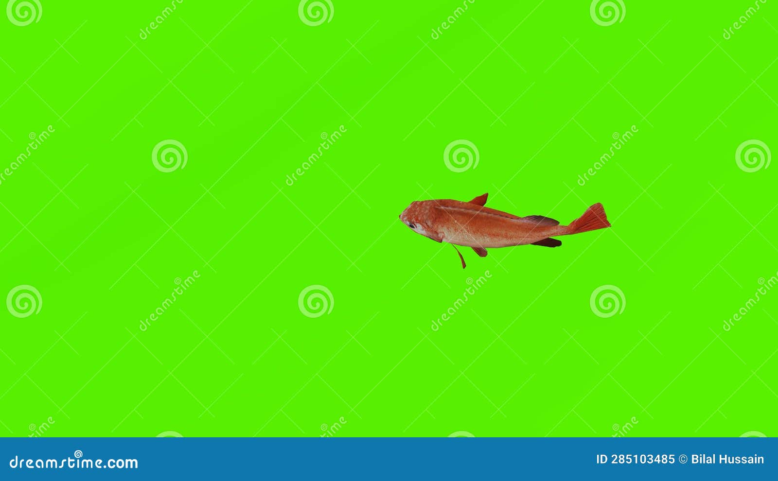 Red Fish Swimming from Side and Back Angle and Three Sides and Facing ...