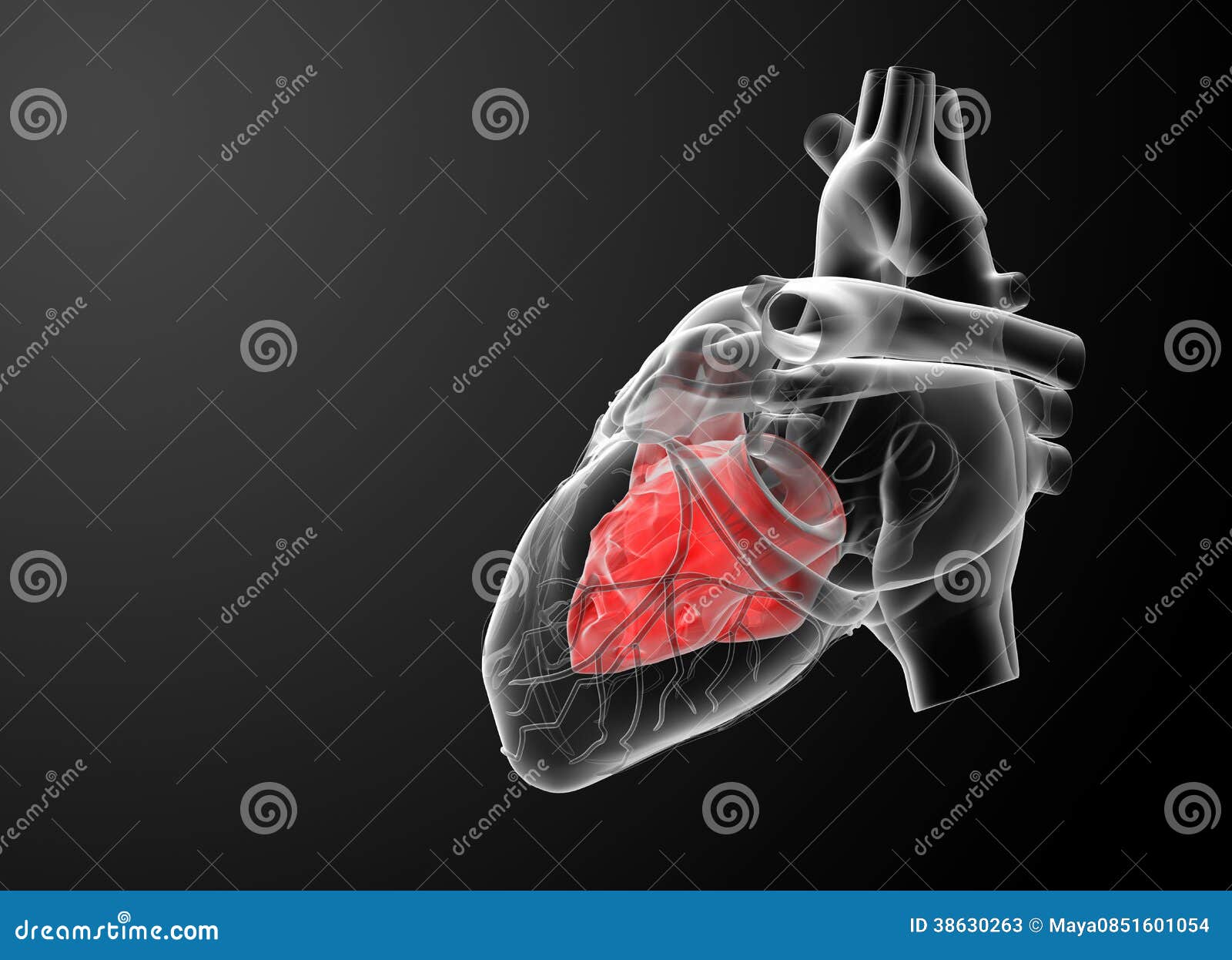 3d Render Heart Atrium Stock Image | CartoonDealer.com #38630263