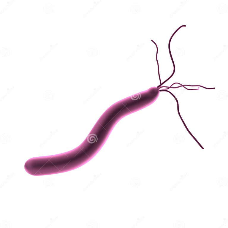 3d Render of Helicobacter Pylori Stock Illustration - Illustration of ...
