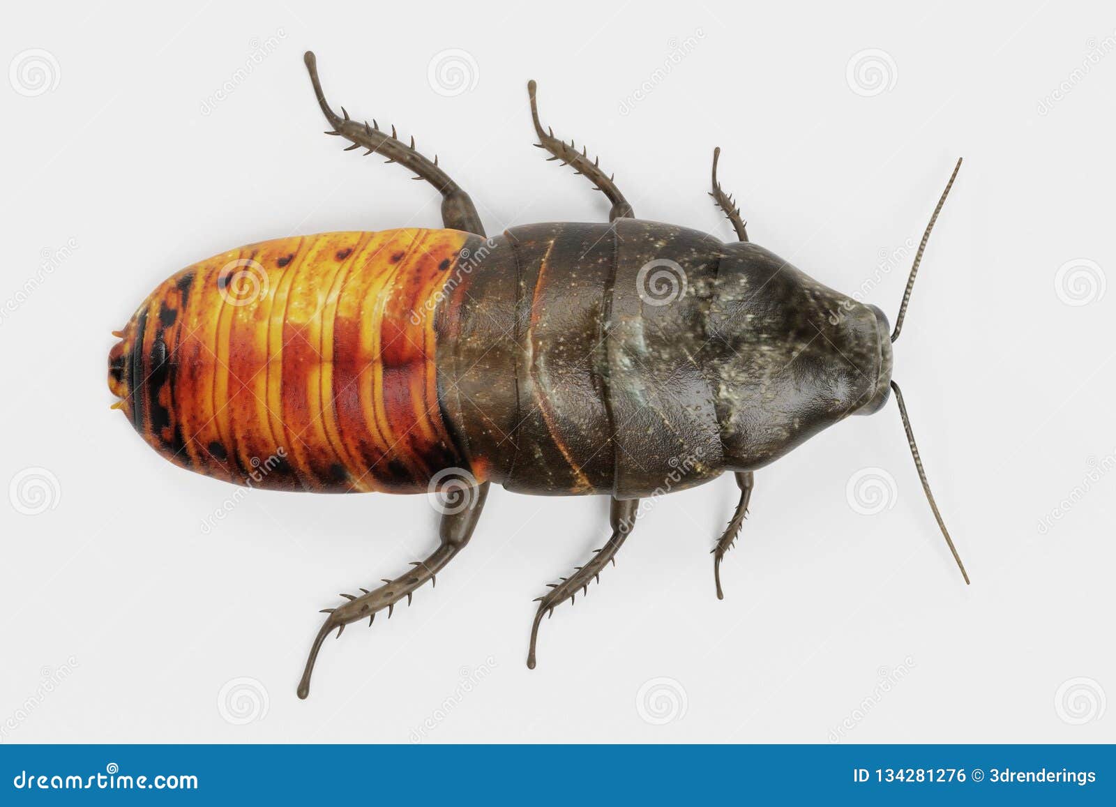 Hisser Cartoons, Illustrations & Vector Stock Images - 14 Pictures to ...