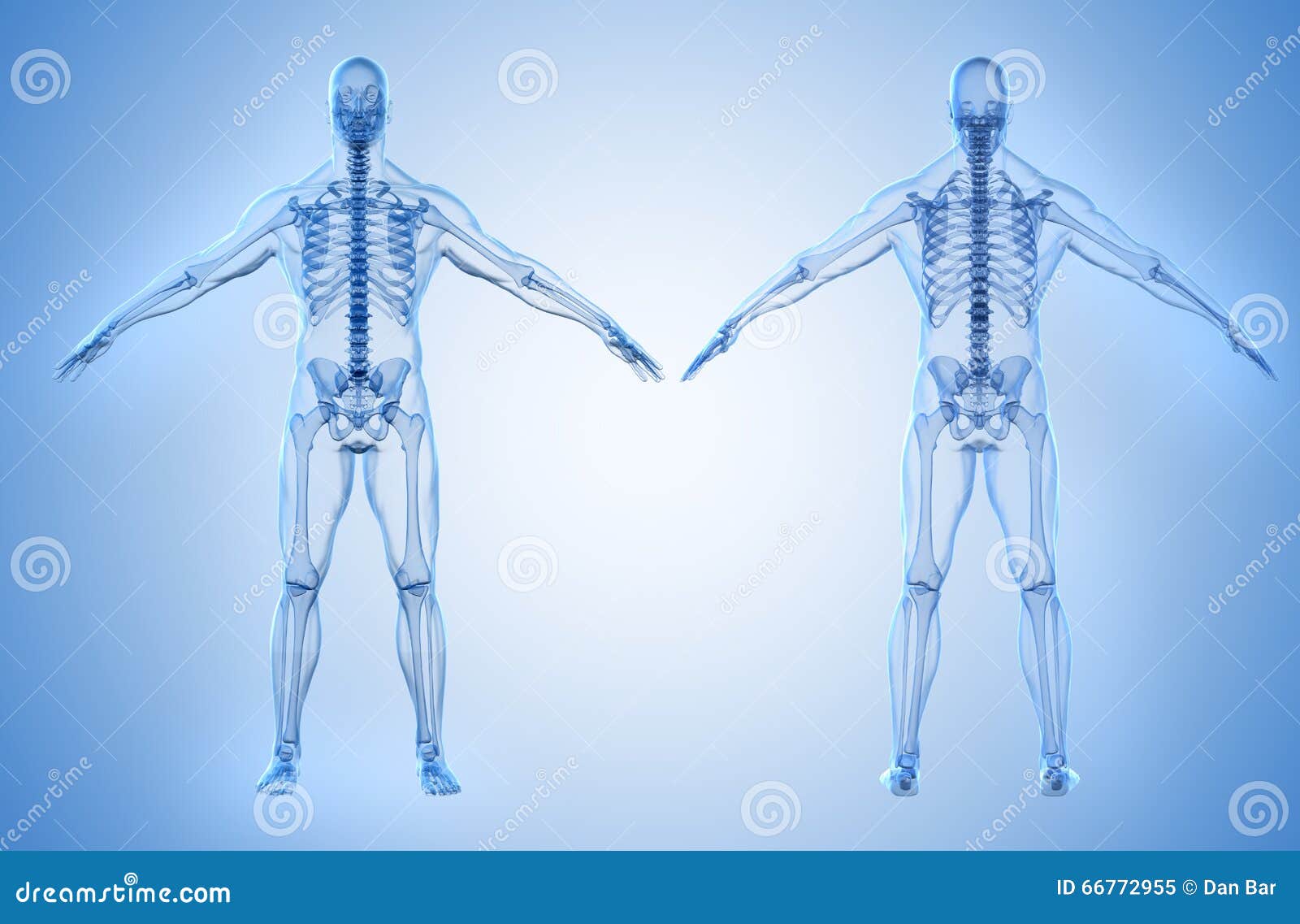 3d Render of Human Body and Skeleton Stock Illustration - Illustration ...