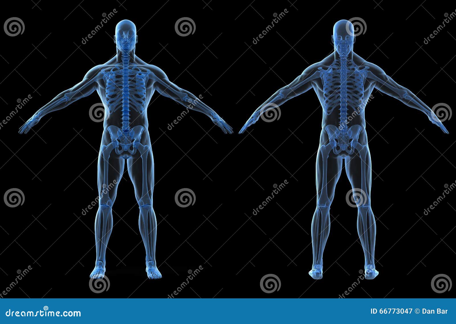3d Render of Human Body and Skeleton Stock Illustration - Illustration ...