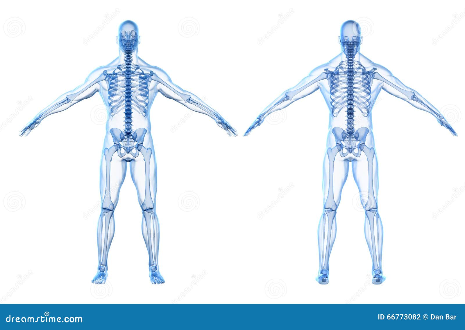 3d Render of Human Body and Skeleton Stock Illustration - Illustration ...