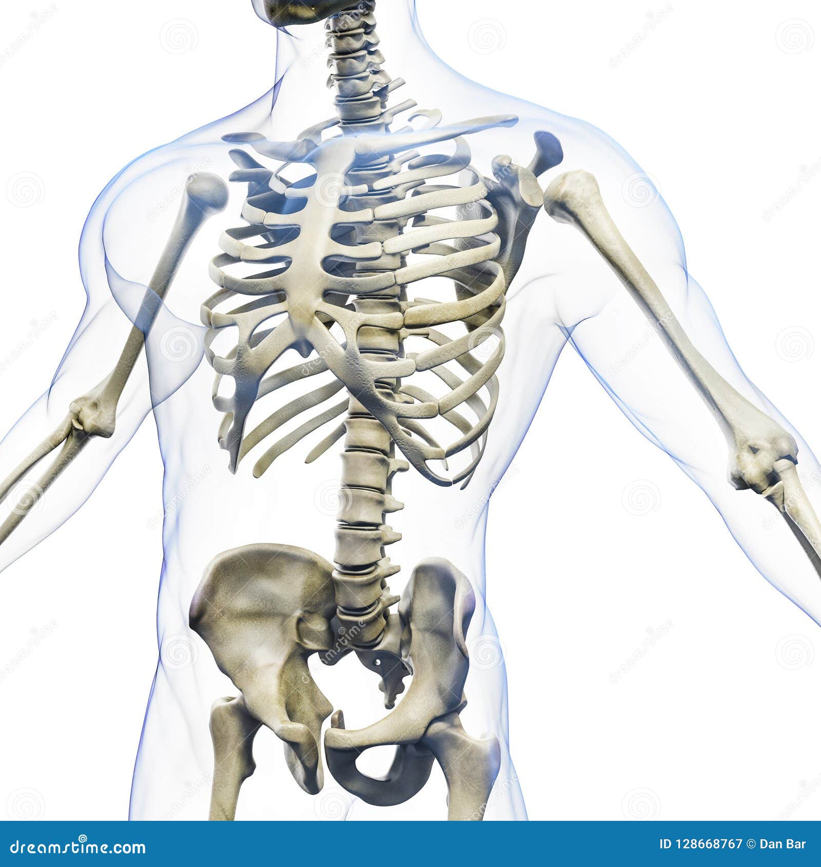 3d Render Of Human Body Spinal Bone Anatomy Stock Image | CartoonDealer ...