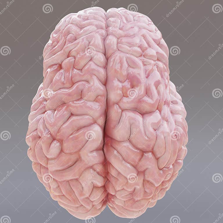 3D Render of Human Brain stock illustration. Illustration of education ...