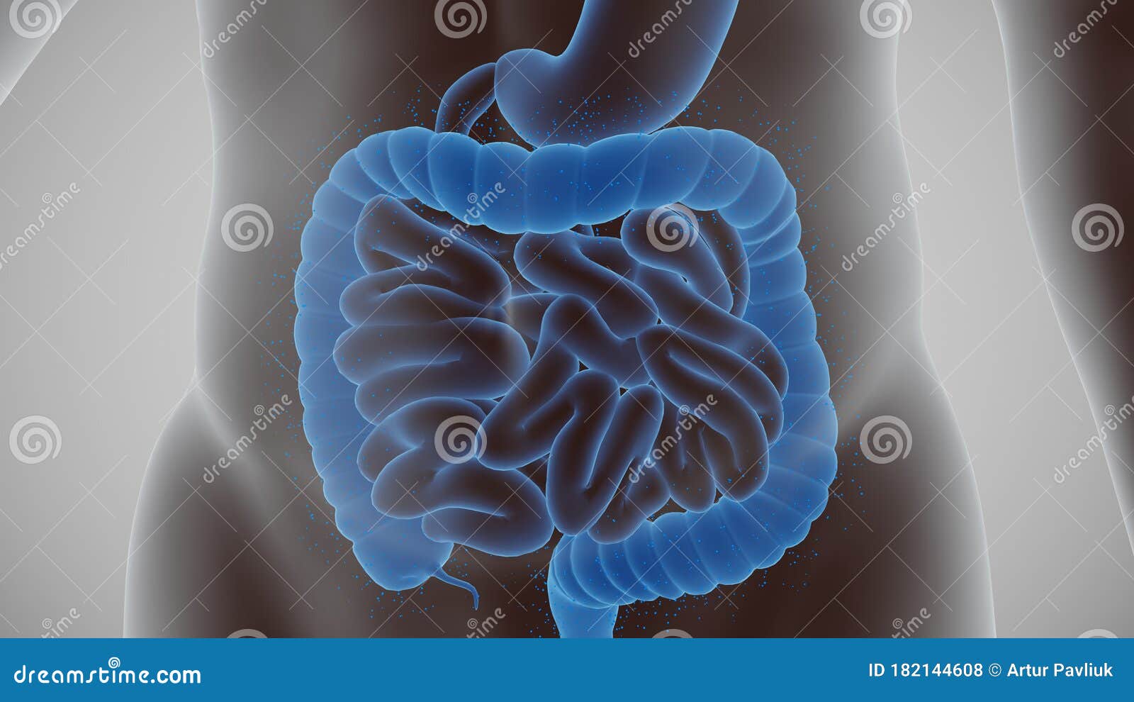 3d Render Guts With Microbiome In The Human Body. Intestines On The ...
