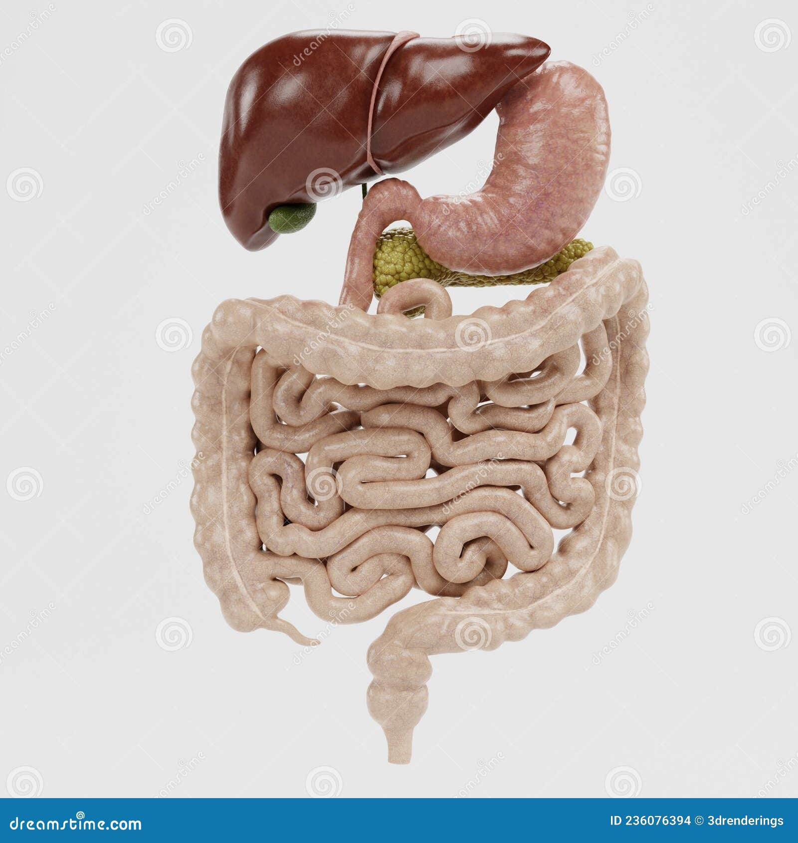 3D Render of Human Digestive System Stock Illustration - Illustration ...