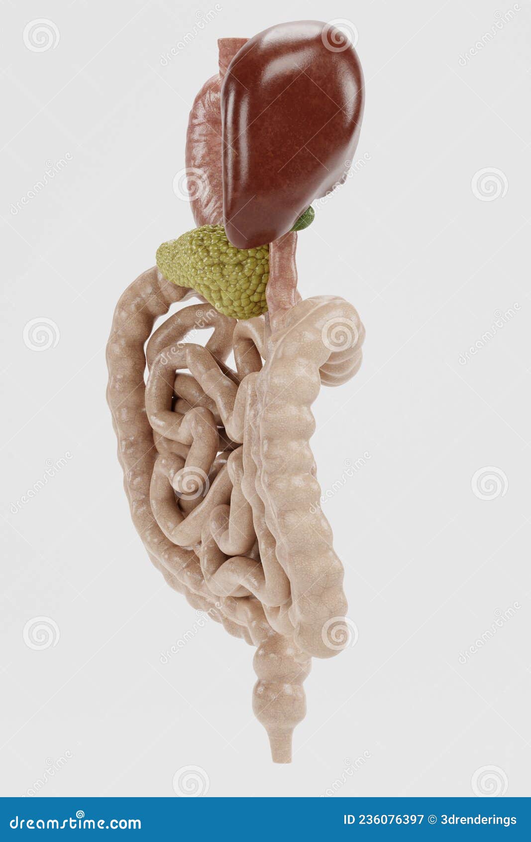3D Render of Human Digestive System Stock Illustration - Illustration ...