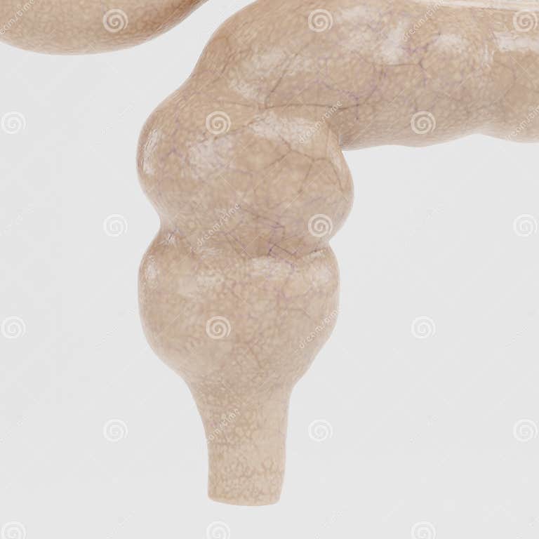3D Render of Human Digestive System Stock Illustration - Illustration ...