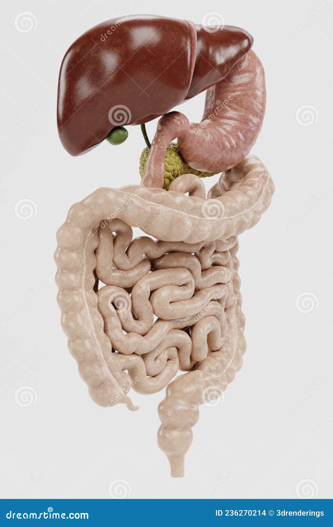 3D Render of Human Digestive System Stock Illustration - Illustration ...