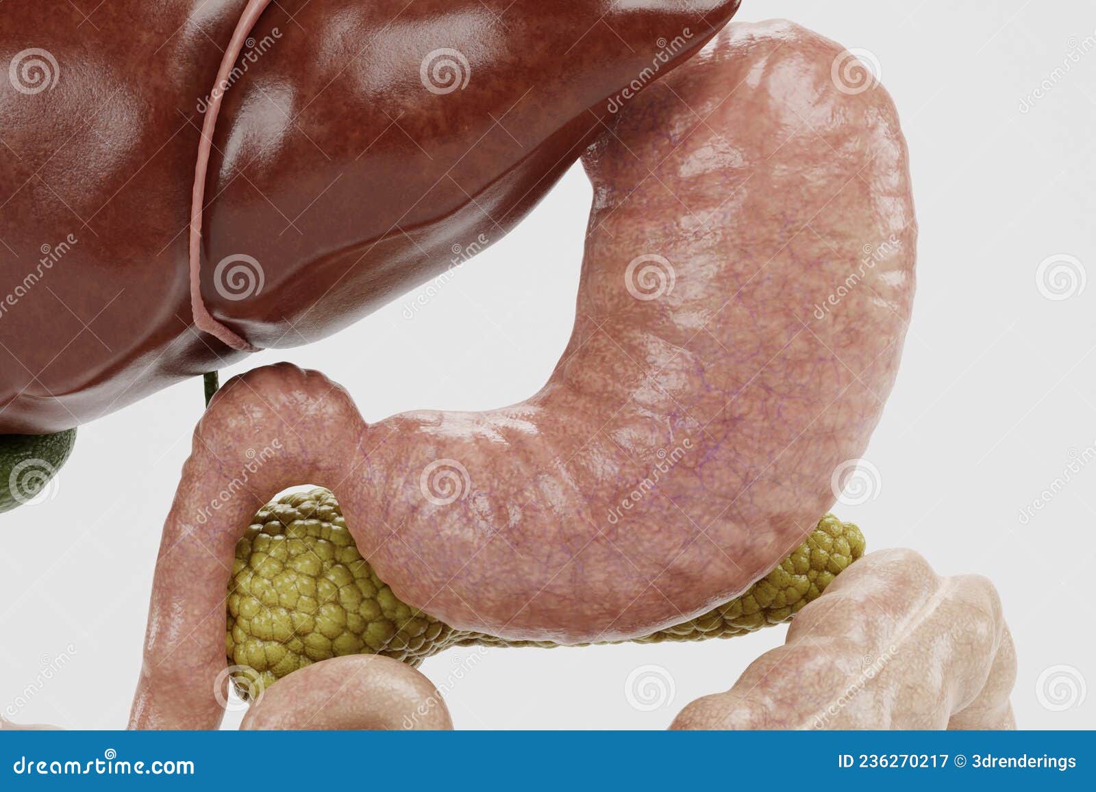 3D Render of Human Digestive System Stock Illustration - Illustration ...