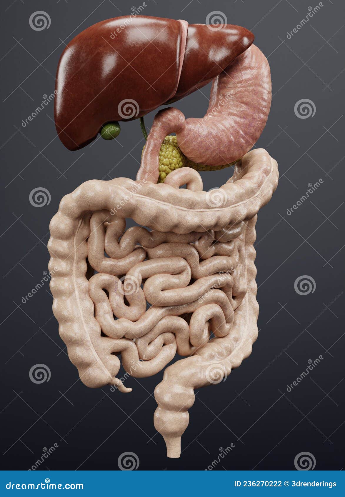 3D Render of Human Digestive System Stock Illustration - Illustration ...