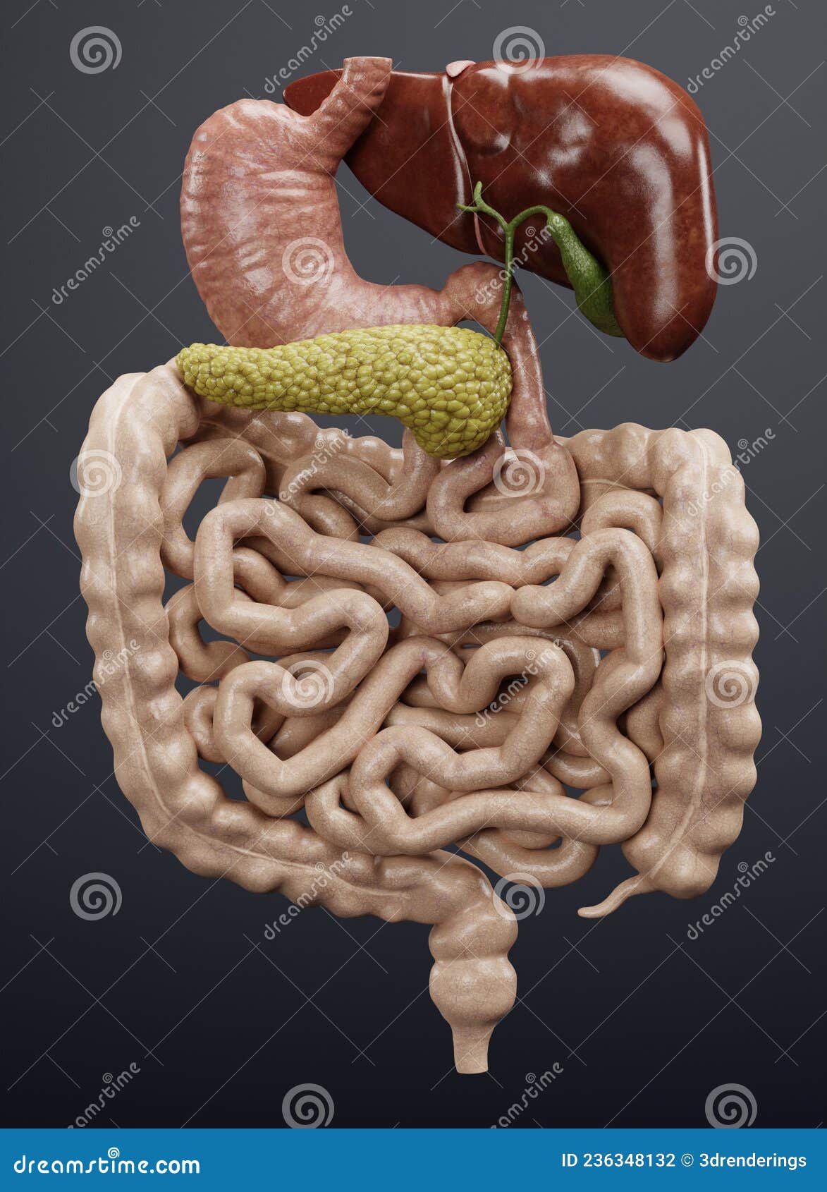3D Render of Human Digestive System Stock Illustration - Illustration ...
