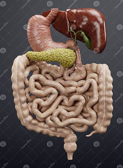 3D Render of Human Digestive System Stock Illustration - Illustration ...