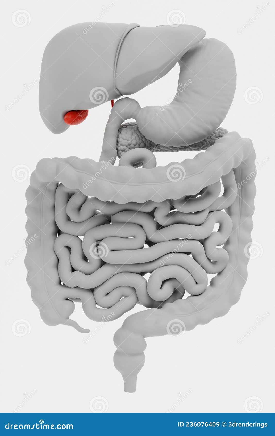 3D Render of Human Digestive System Stock Illustration - Illustration ...