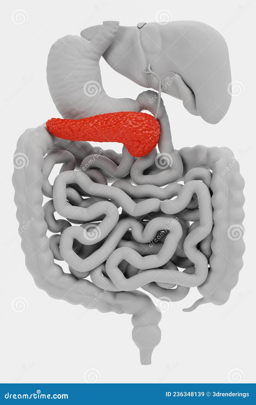 3D Render of Human Digestive System Stock Illustration - Illustration ...