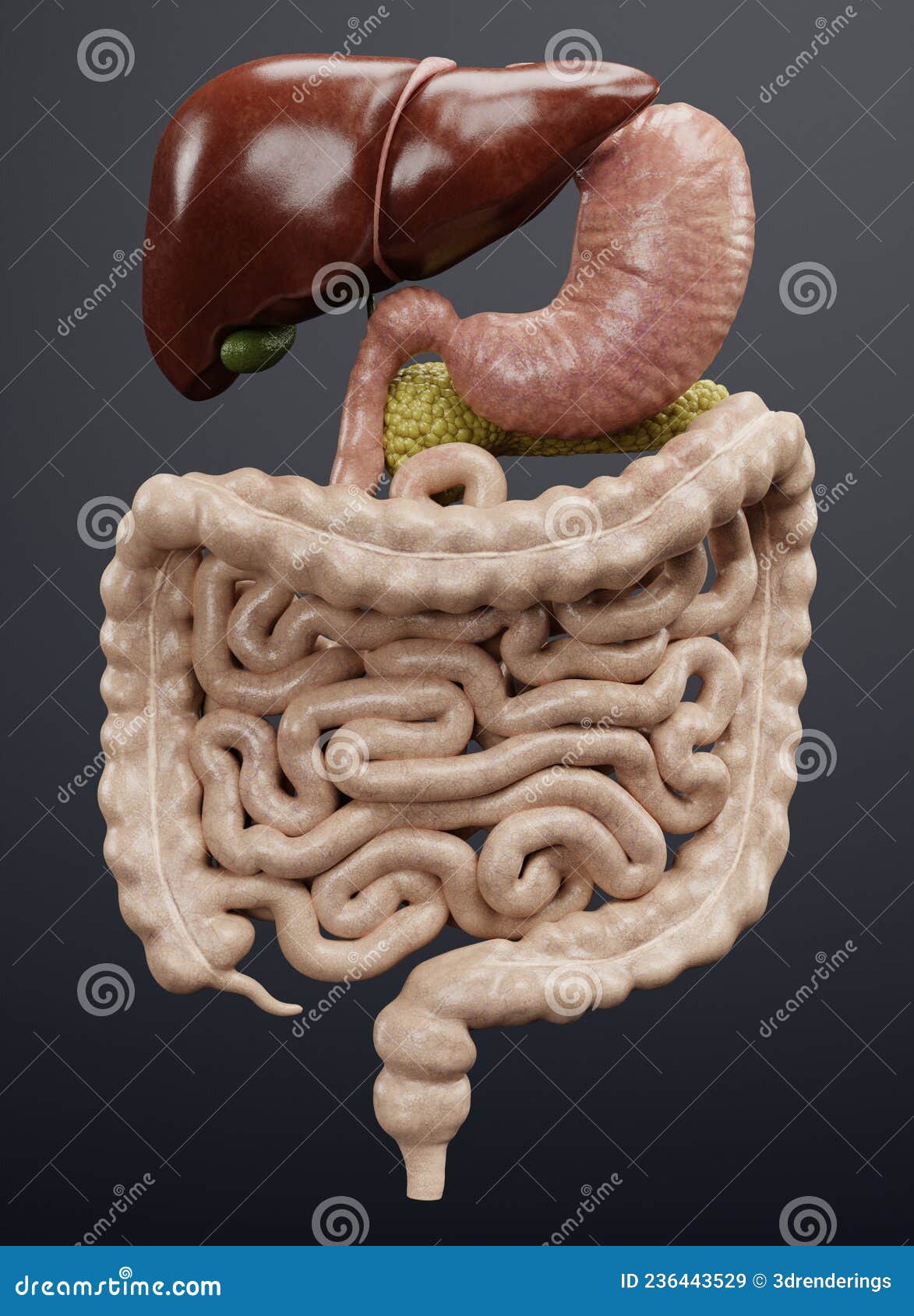 3D Render of Human Digestive System Stock Illustration - Illustration ...