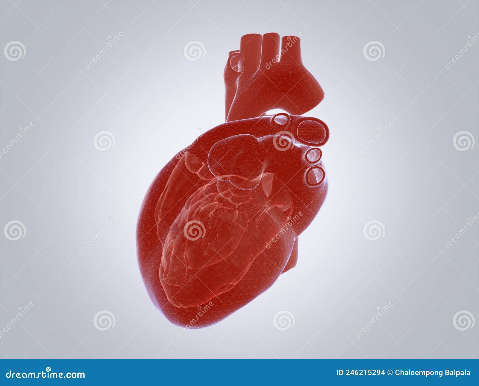3D Render of the Human Heart Stock Illustration - Illustration of ...