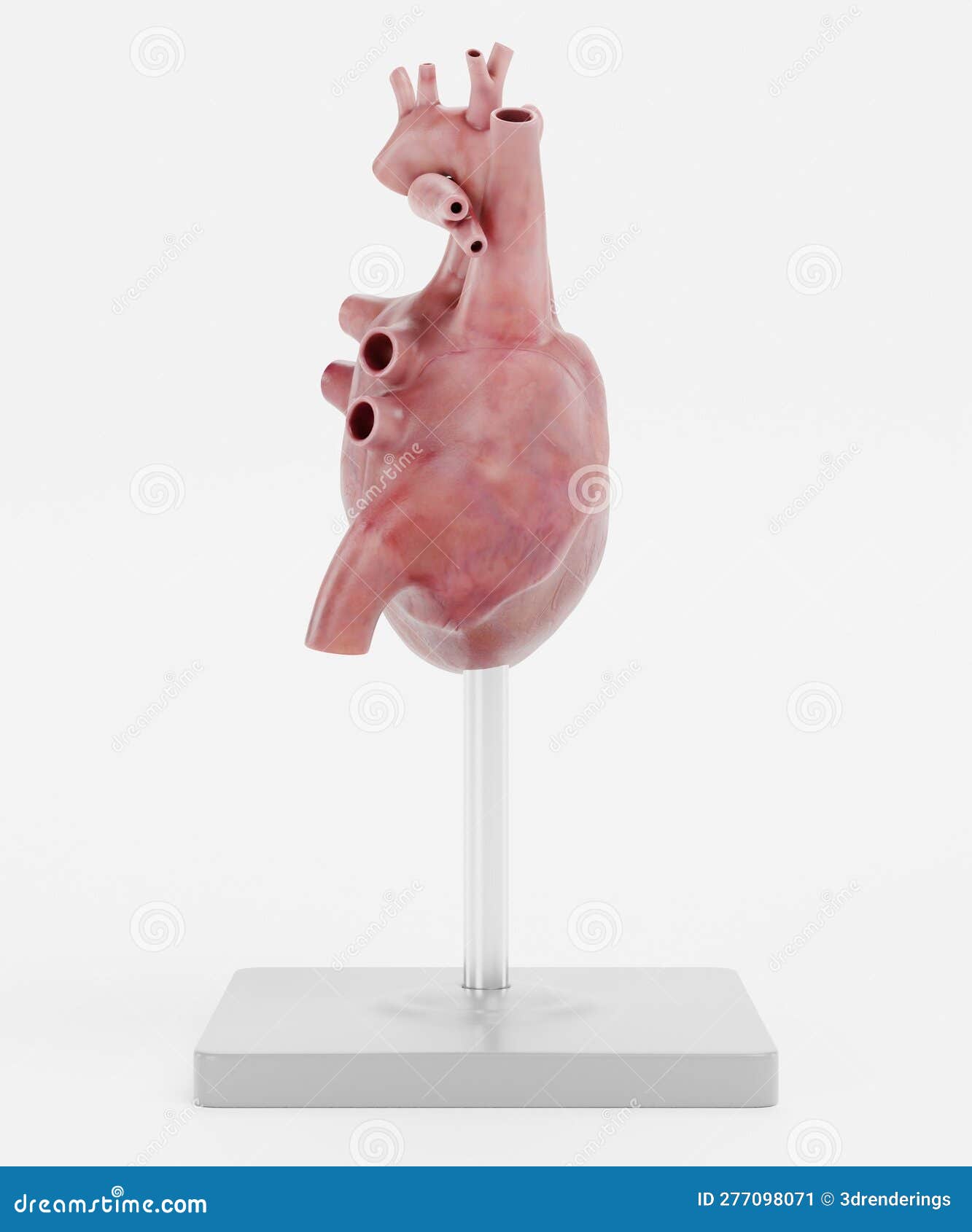 3D Render of Human Heart Model Stock Illustration - Illustration of ...