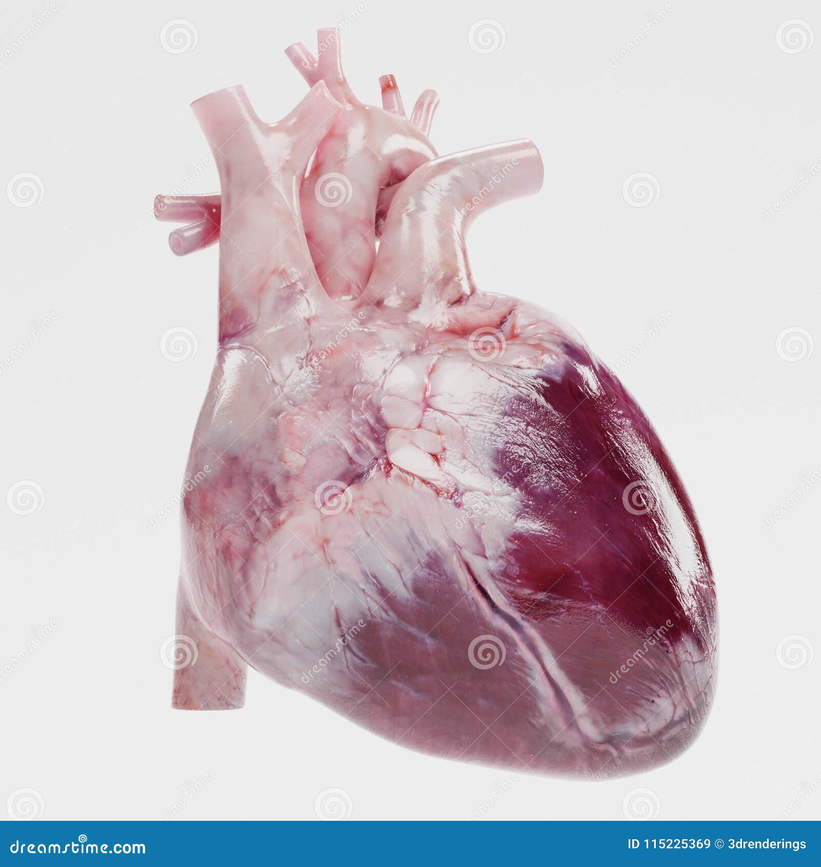 3d Render of Human Heart stock illustration. Illustration of valve ...