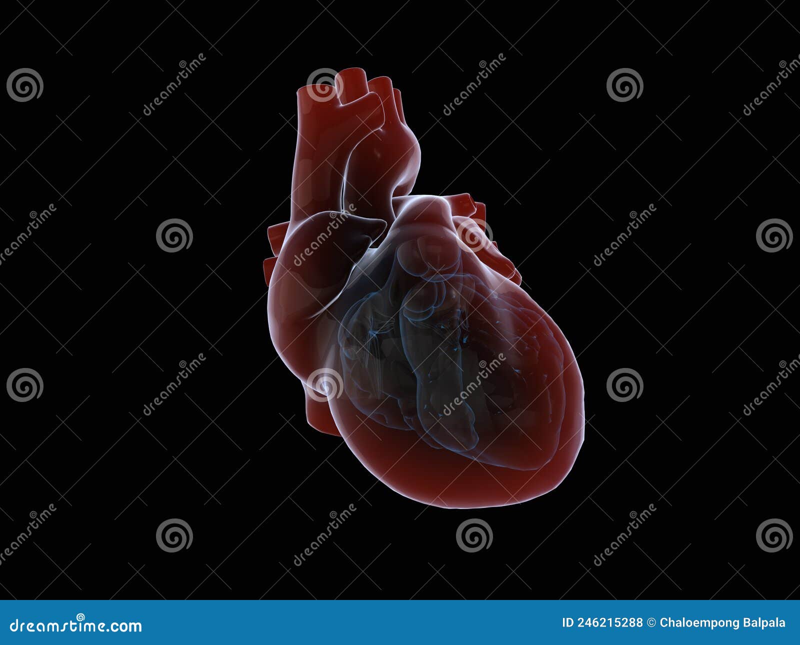 3D Render of the Human Heart. Stock Illustration - Illustration of ...