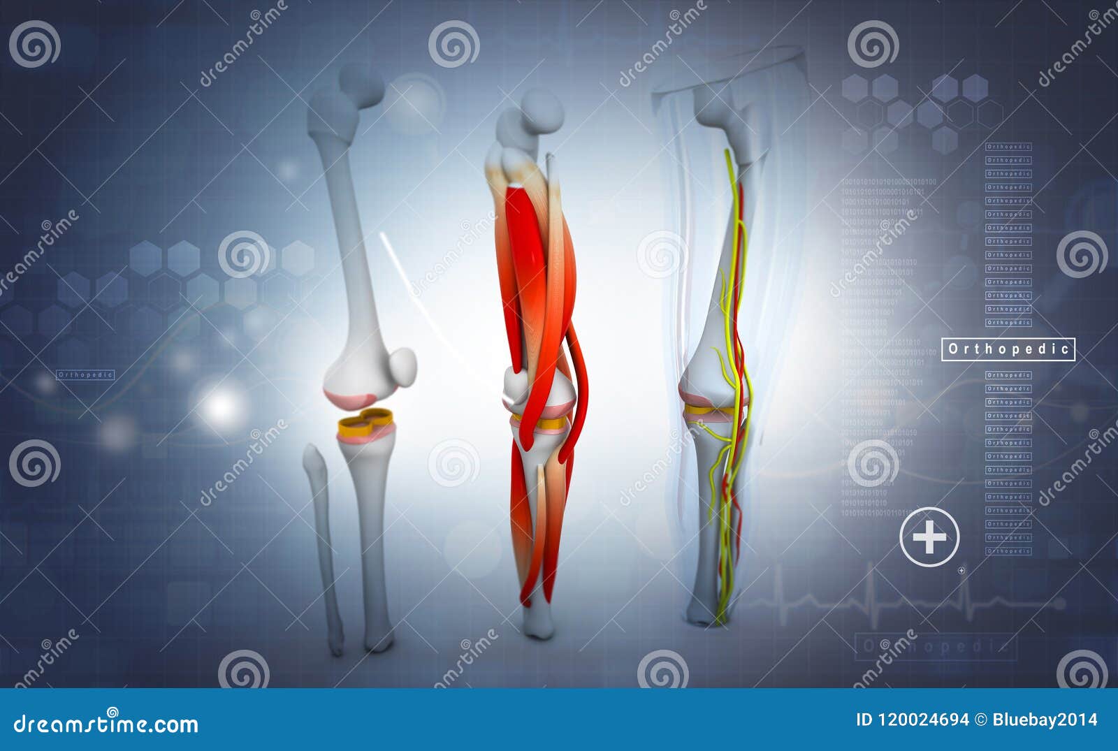 3d render of human leg stock illustration. Illustration of rendering ...