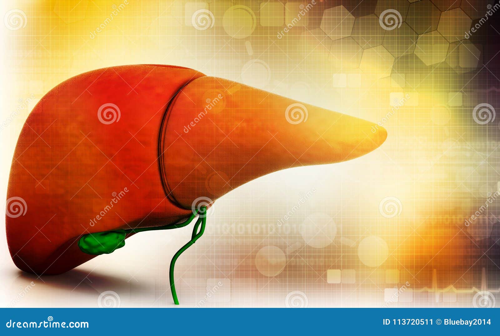 3d render of Human Liver stock illustration. Illustration of education ...