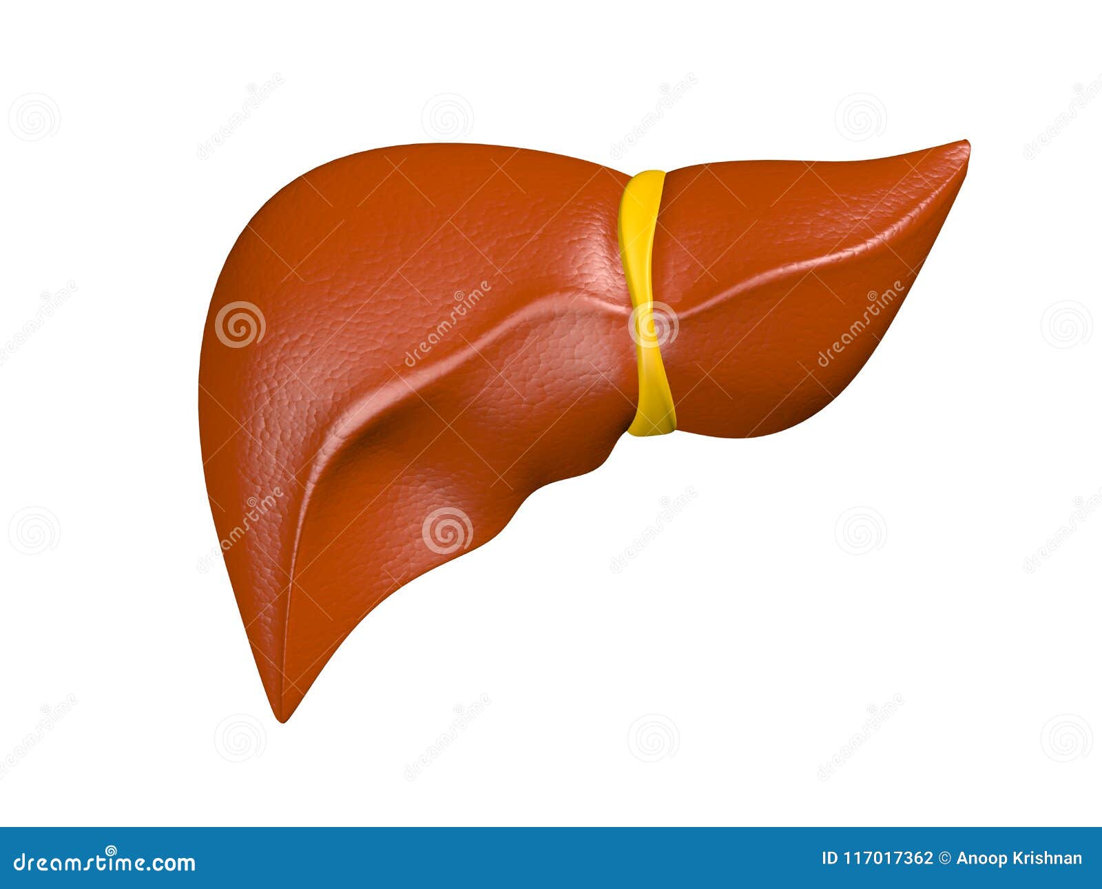 Human Liver 3d Model Render Illustration Stock Illustration ...