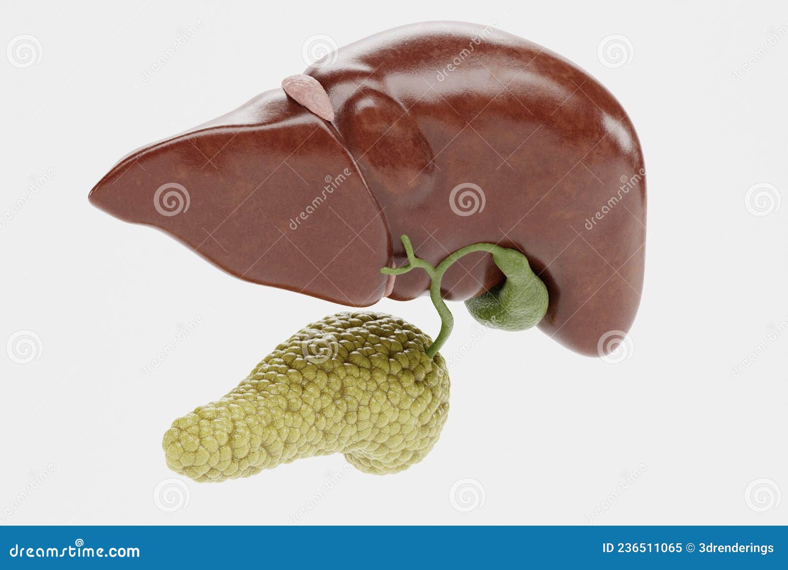 3D Render of Human Liver with Pancreas Stock Illustration ...