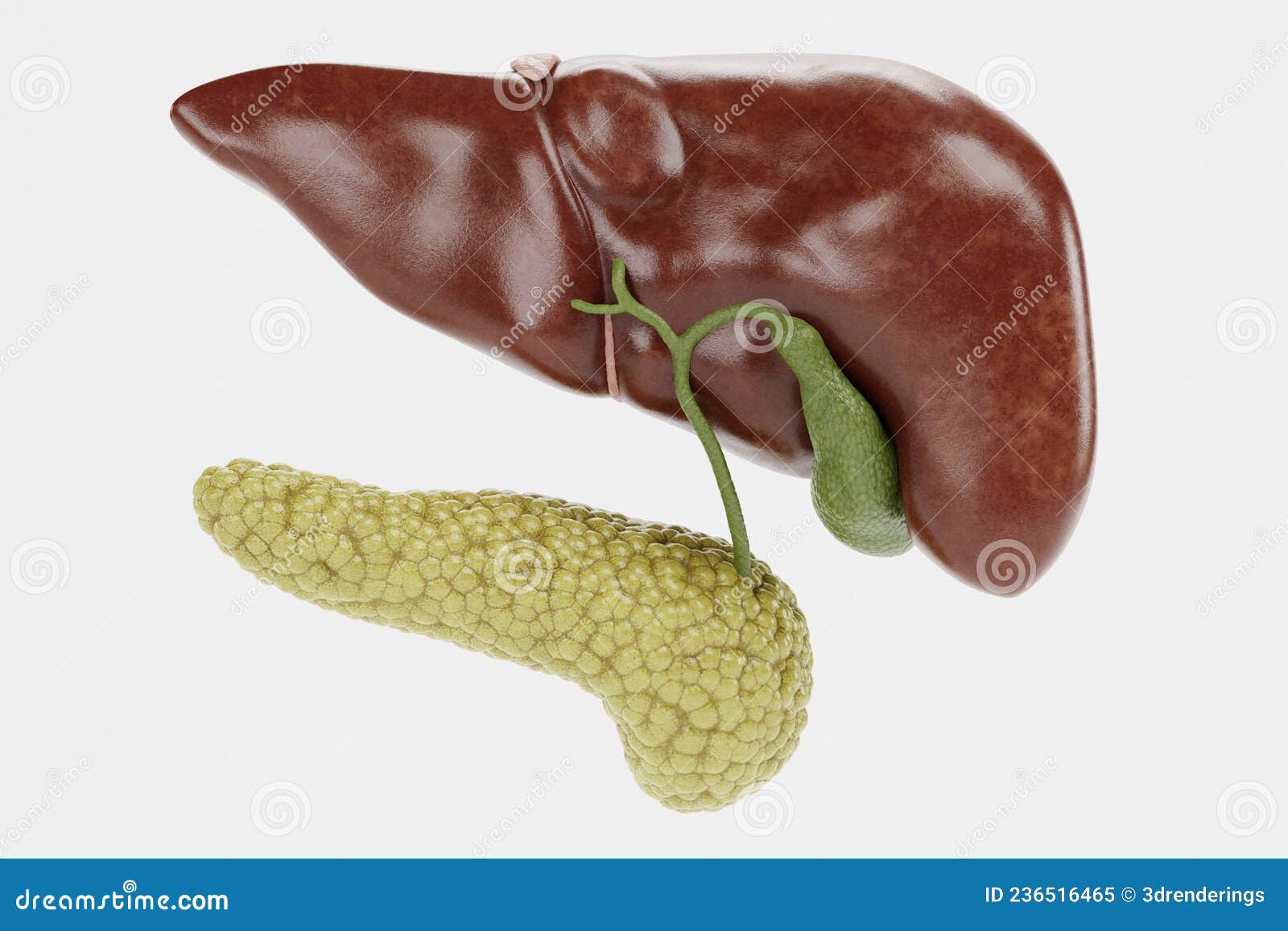 3D Render of Human Liver with Pancreas Stock Illustration ...