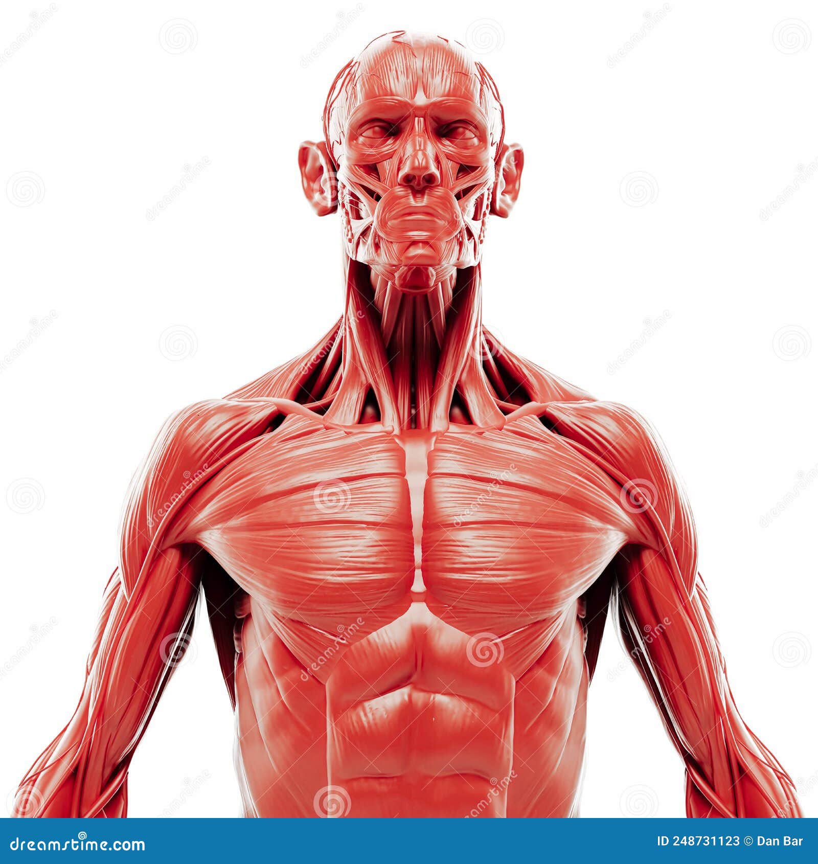 3d Render of Human Muscular System Stock Illustration - Illustration of ...