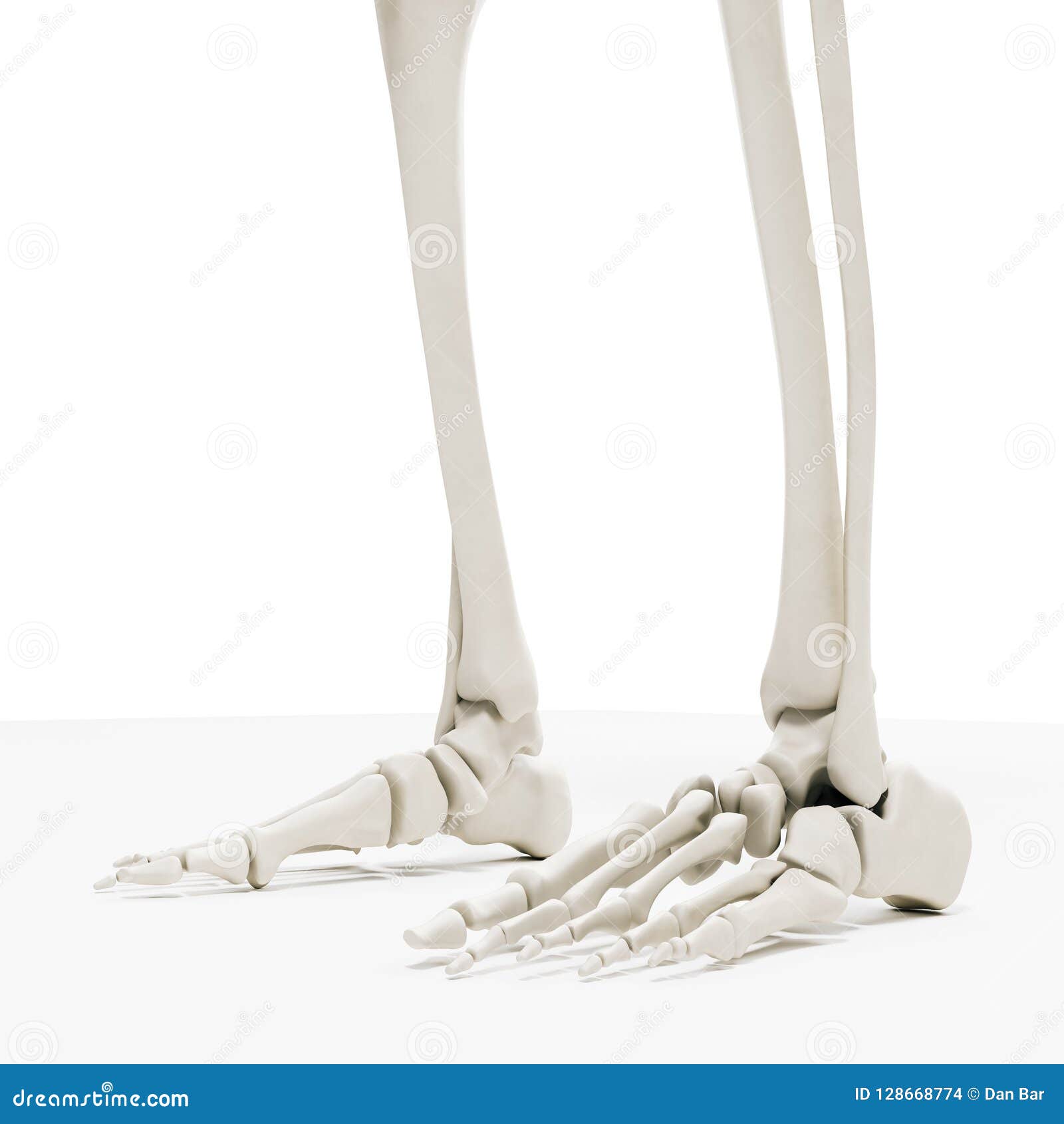 3d Render of Human Skeleton with Foot Bones Stock Illustration ...