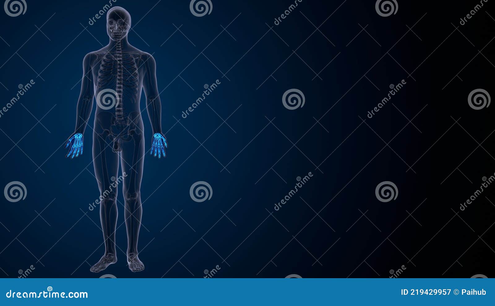 3d Render of Human Skeleton Hand Bone Anatomy Stock Illustration ...