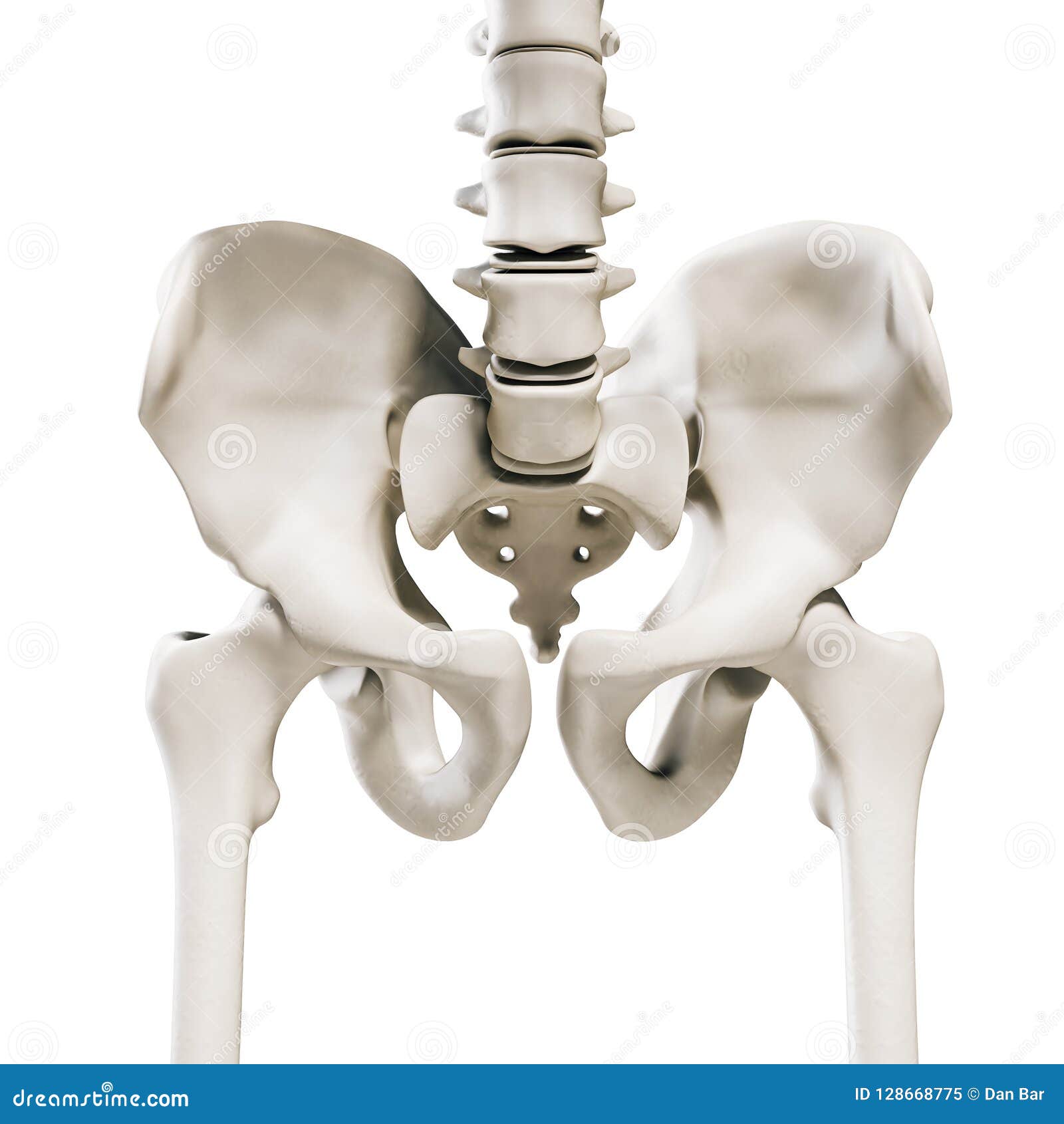 3d Render of Human Skeleton with Hip Bones Stock Illustration ...
