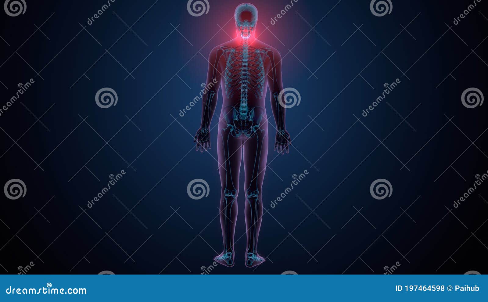 3d Render of Human Skeleton Maxilla Bone Anatomy Stock Illustration ...