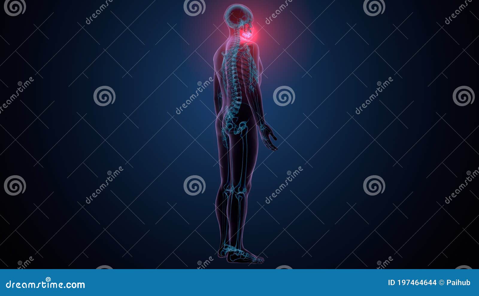 3d Render of Human Skeleton Maxilla Bone Anatomy Stock Illustration ...